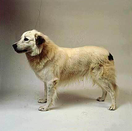 kelvin black: Aidi Dogs