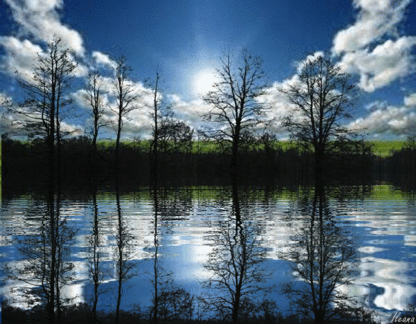 HAVING FUN WITH IMAGES: TREES LINE IN WATER