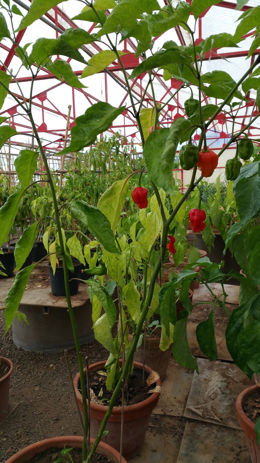 Invernadero y Huerto Ecológico del Sistema de Sanación Tinerfe: Ají ...