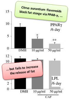 Fighting to Stay Lean? These 20+ Anti-Obesity Agents Have the Potential ...