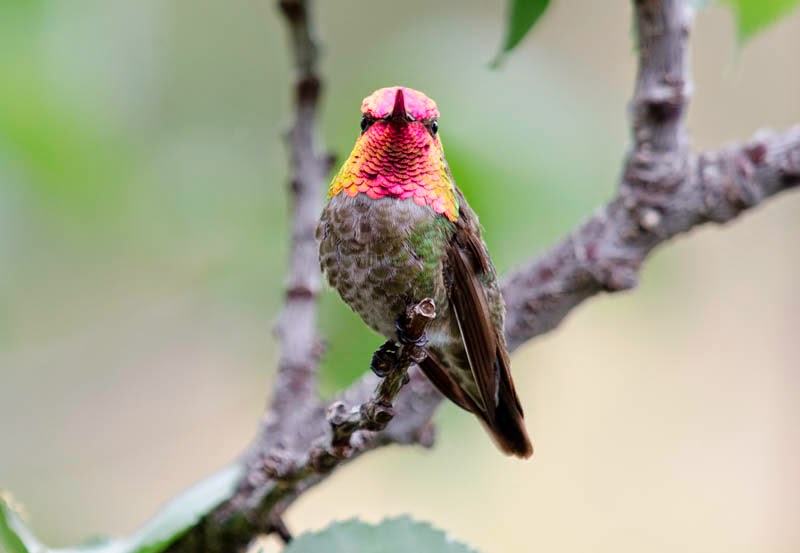 The Wayward Hawaiian: Natural Hybrid Hummingbird (Anna's X Allen's)