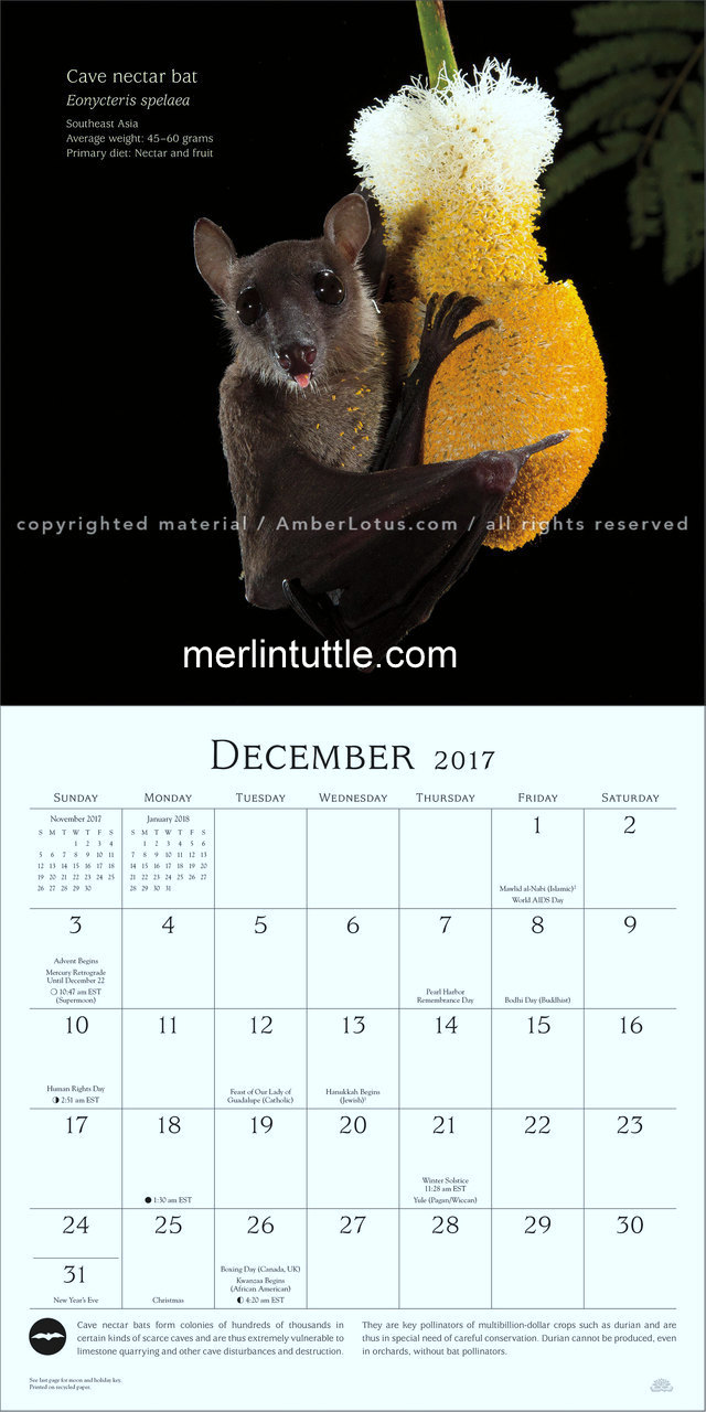 Calendar Bats 2017 - Nature's Nocturnal Superheroes