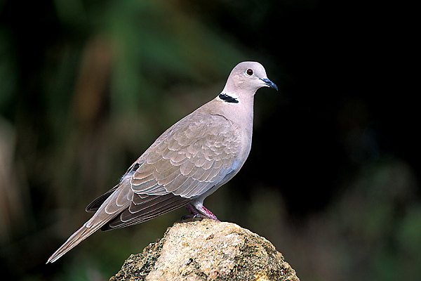 Dove | Wild Life Adventures