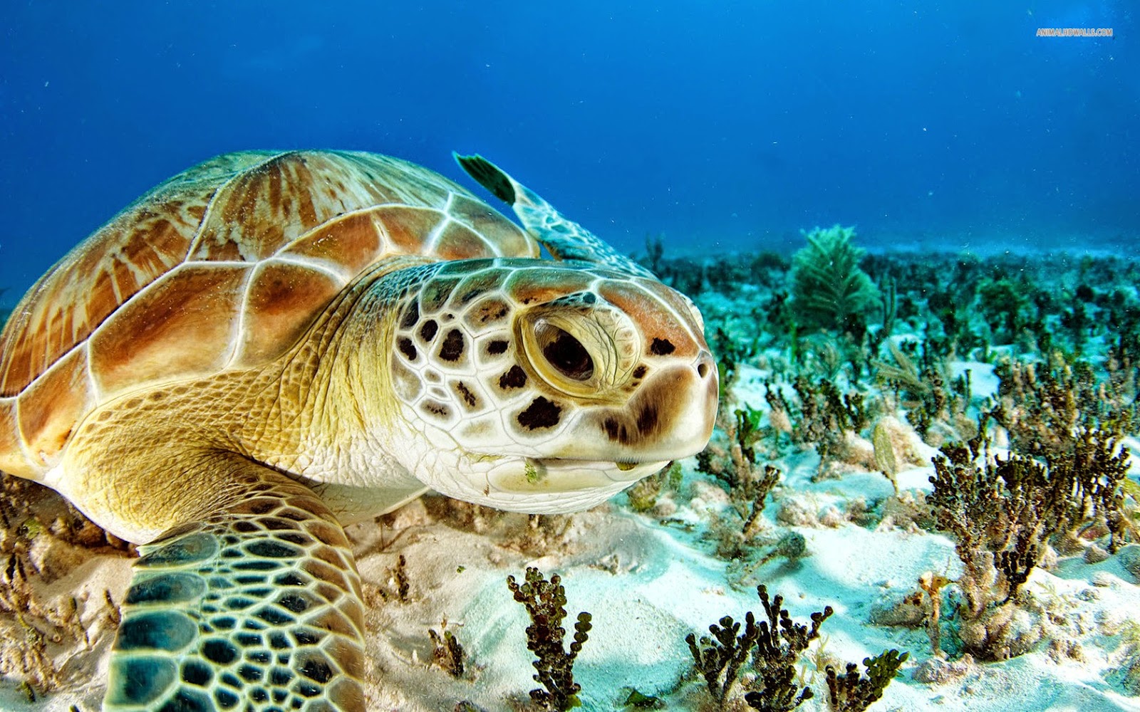 Sea Turtle - HD Wallpapers | Earth Blog
