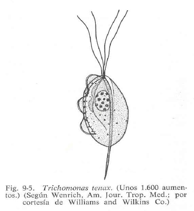 Lecture Notes in Medical Technology: Lecture #15: SUBPHYLUM MASTIGOPHORA