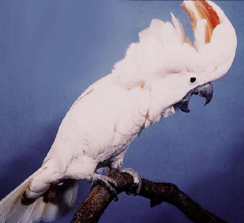 Bird List Pictures and Information