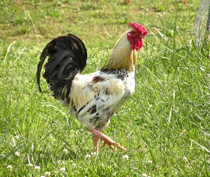 Much Ado About Nothing: ~Buttons Galore Blog Hop + Chicken UPDATES!!~