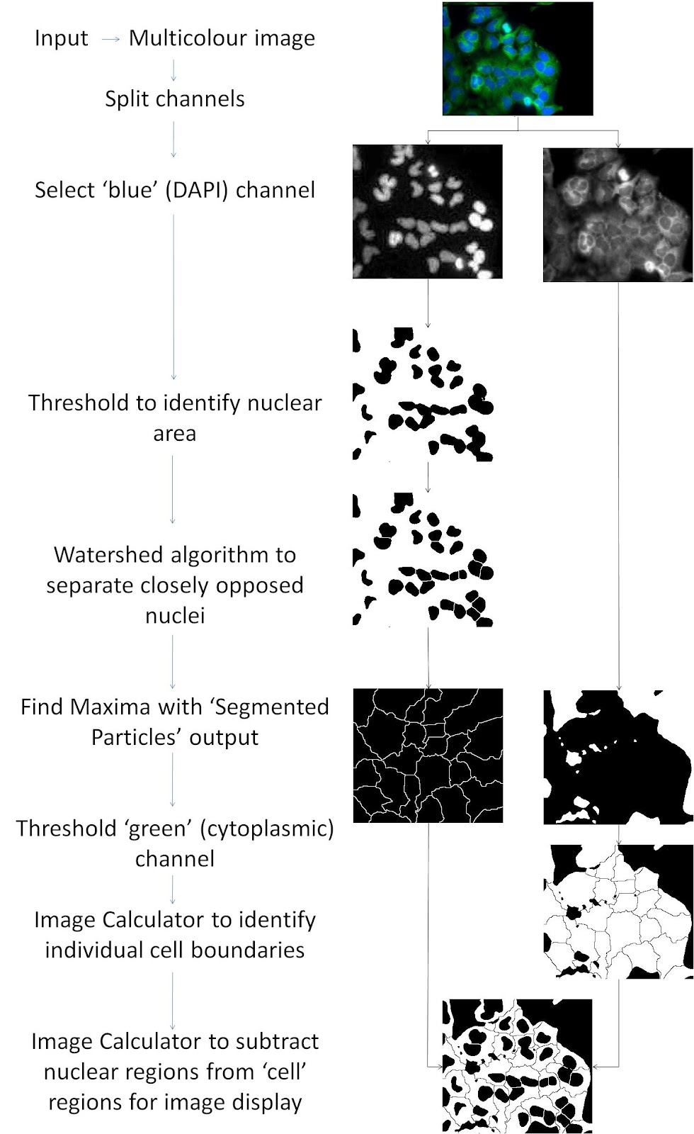 Cytometryleeds Poster Blog Segmentation Macro For Imagej