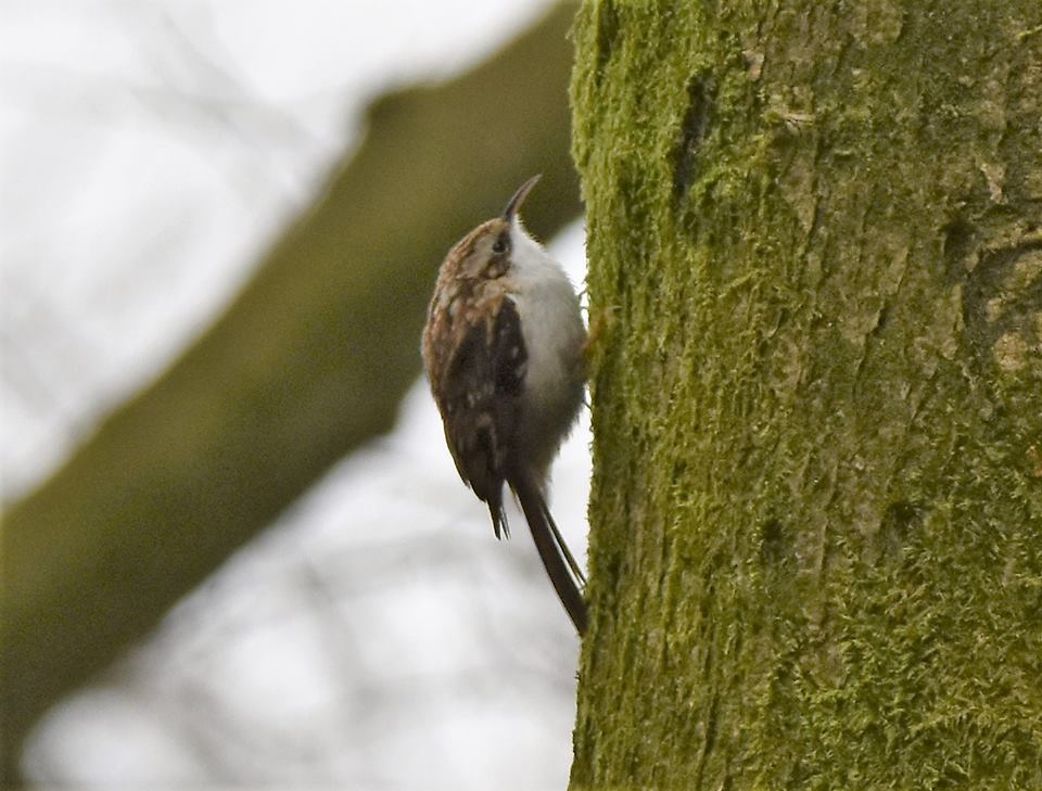 Andrew Robin photography.: Tree creeper.