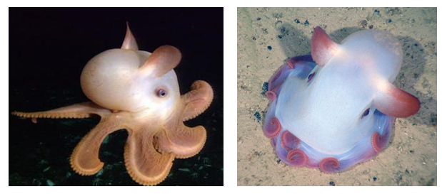 La fosa de las Marianas: Peces invertebrados de la fauna abisal II