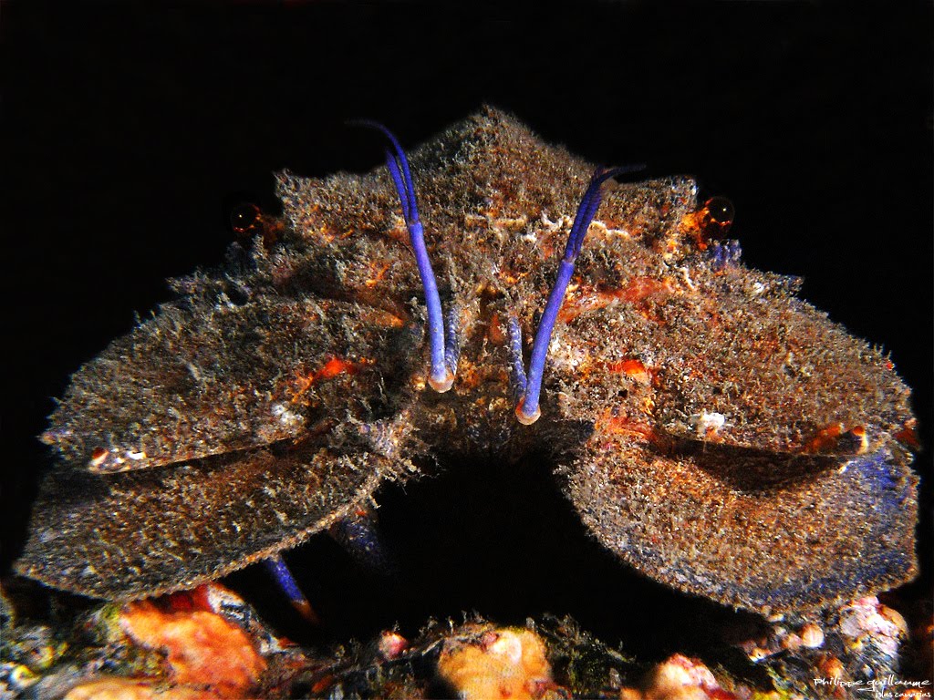 Real Monstrosities: Slipper Lobster