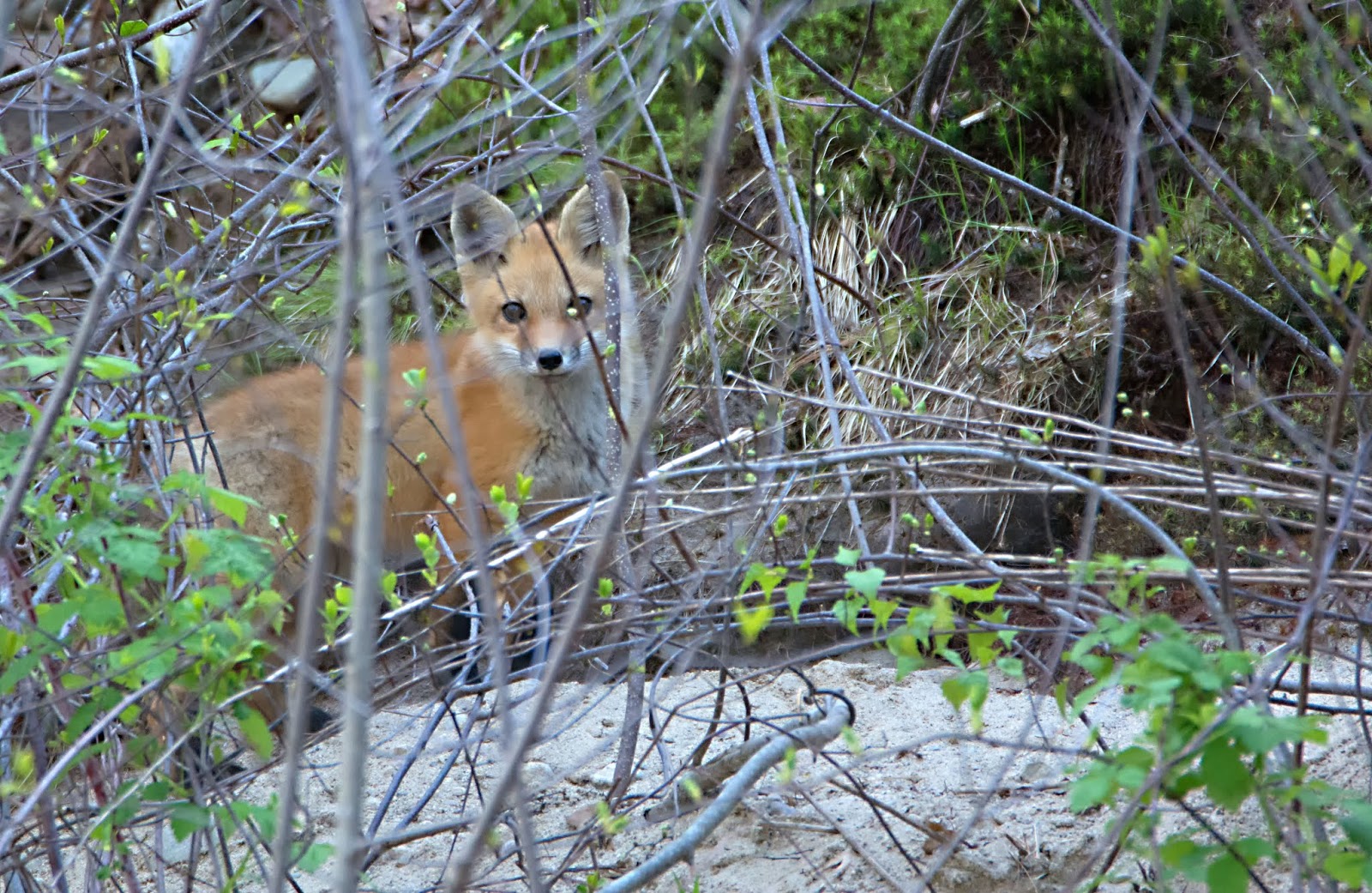 Carol's View Of New England: Fox Kits