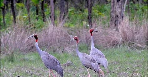 Endangered and Iconic Wildlife in Cambodia - Cambodia Welcome