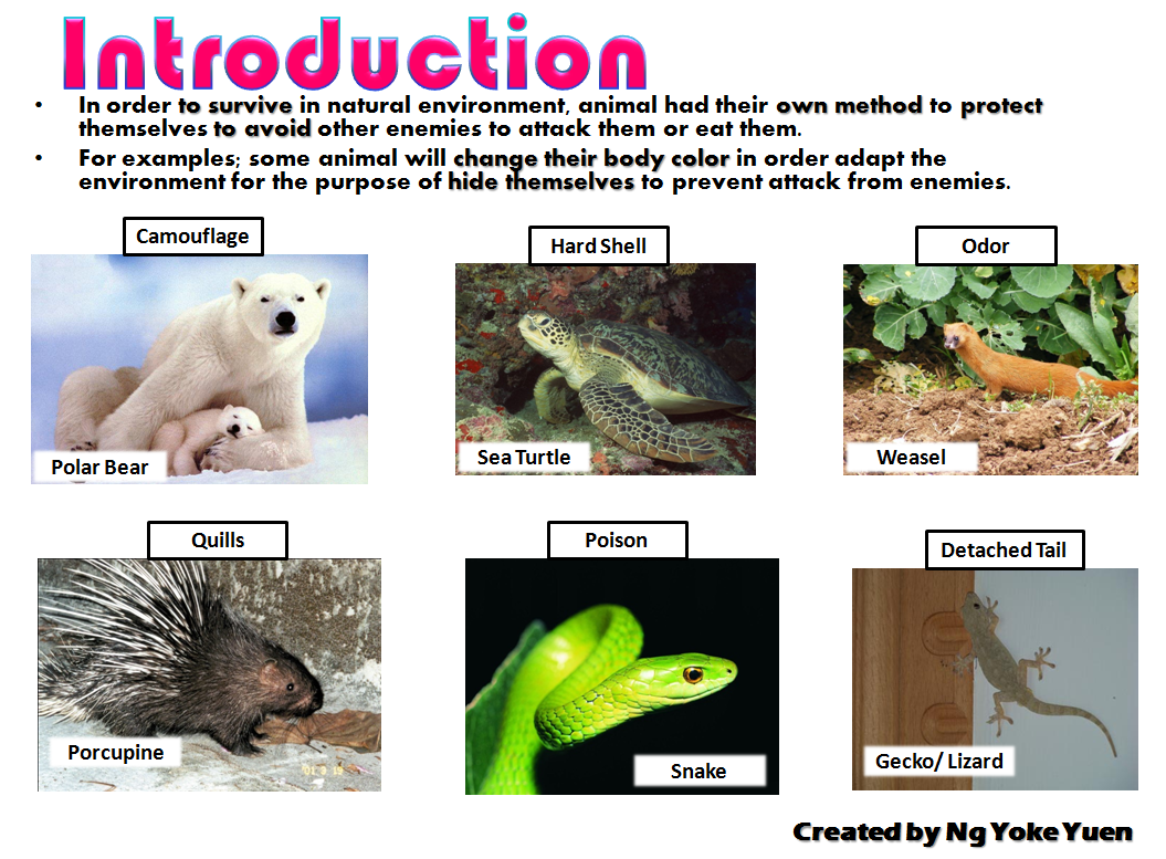 Animal's: Introduction Animal of Self-Defences