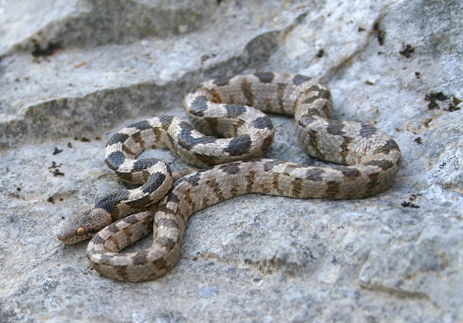 Gray Cat Snake - Reptiles World