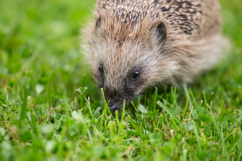 Pildid siit ja sealt: Meie aia siil