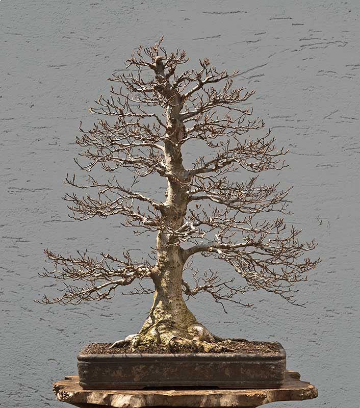 Walter Pall Bonsai Adventures: Japanese beech