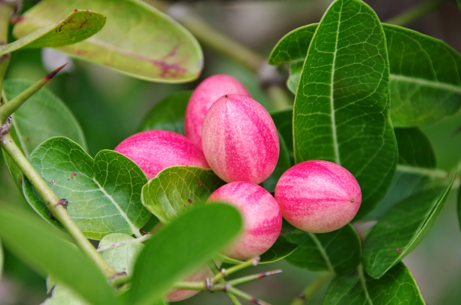 Trees and Plants: Karonda (Carissa Carandas)