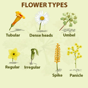 Flowers - General Knowledge