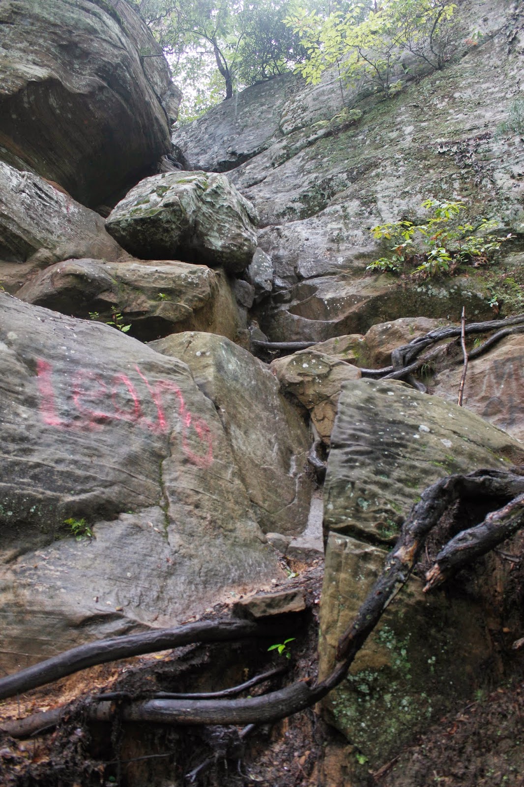 Beauty of the Bluegrass: Lockegee