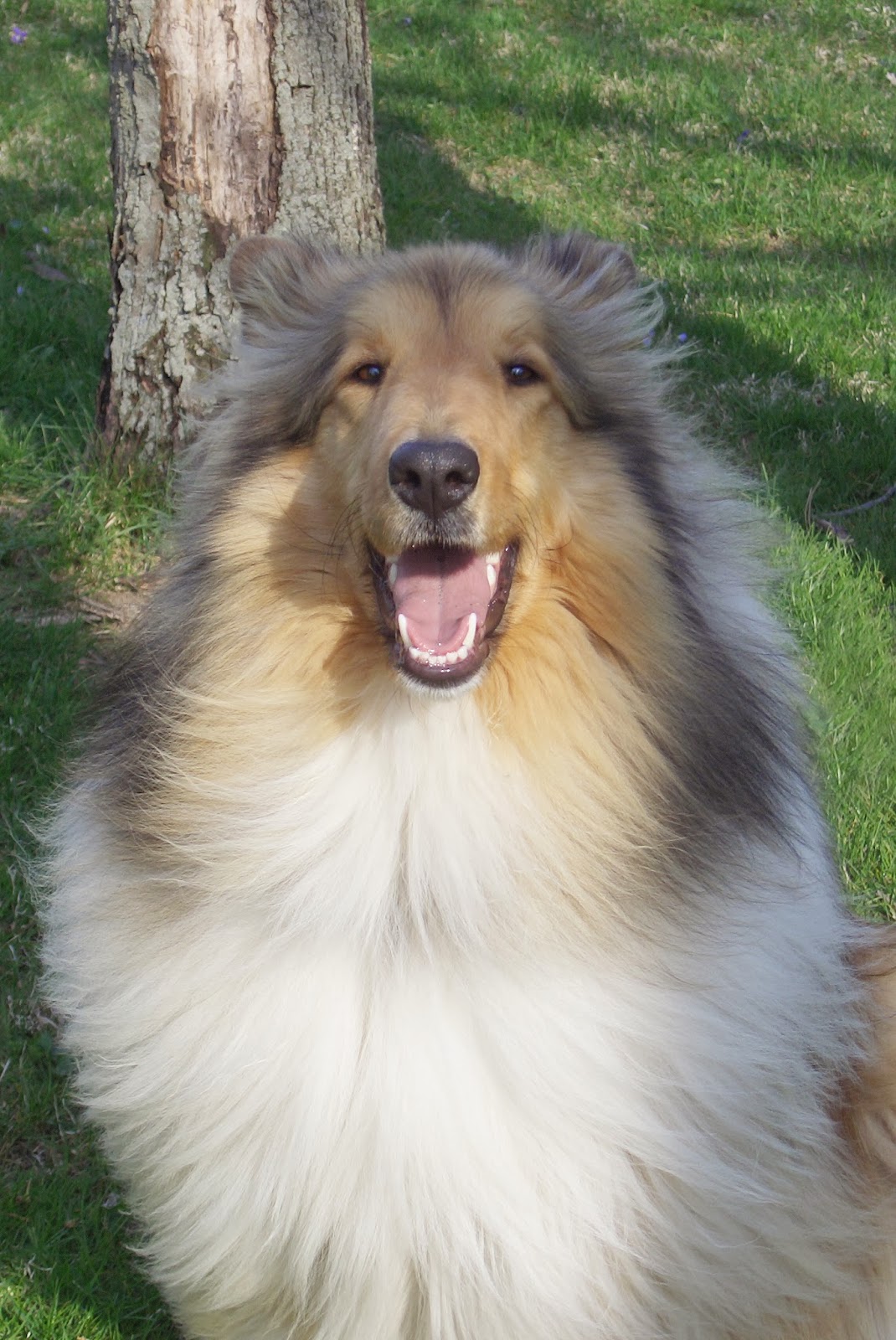 es sobre perros: ¿Es el Collie la raza de perro adecuada para mí?