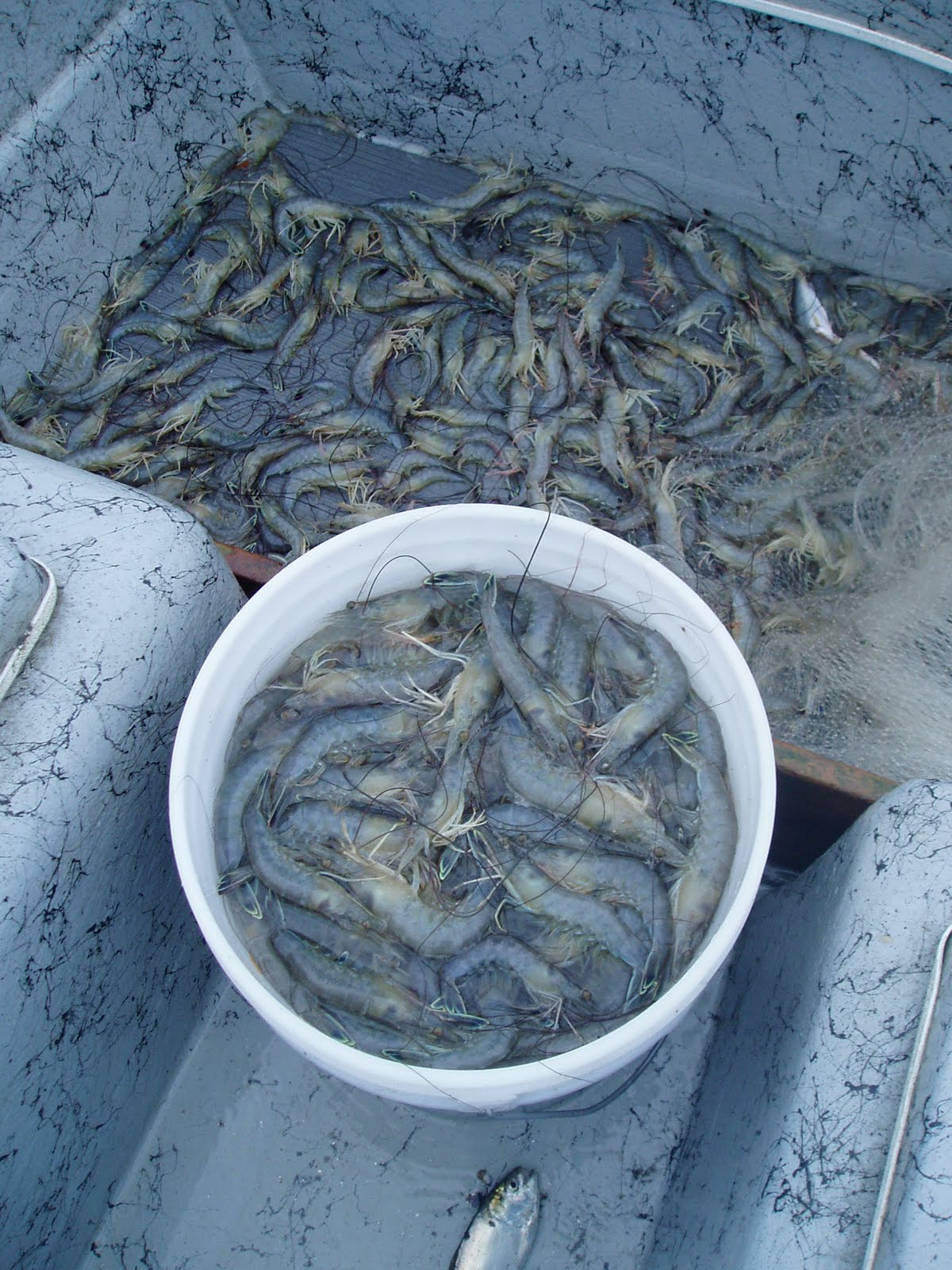 Kayak Angling for Big Fish: Shrimping in the Halifax River 7-16-11