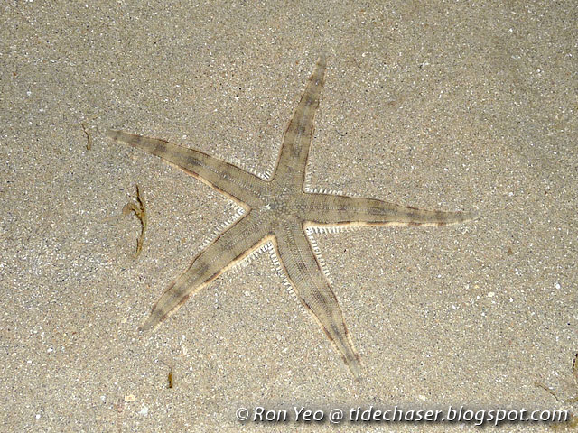 tHE tiDE cHAsER: Sea Stars (Phylum Echinodermata: Class Asteroidea) of ...