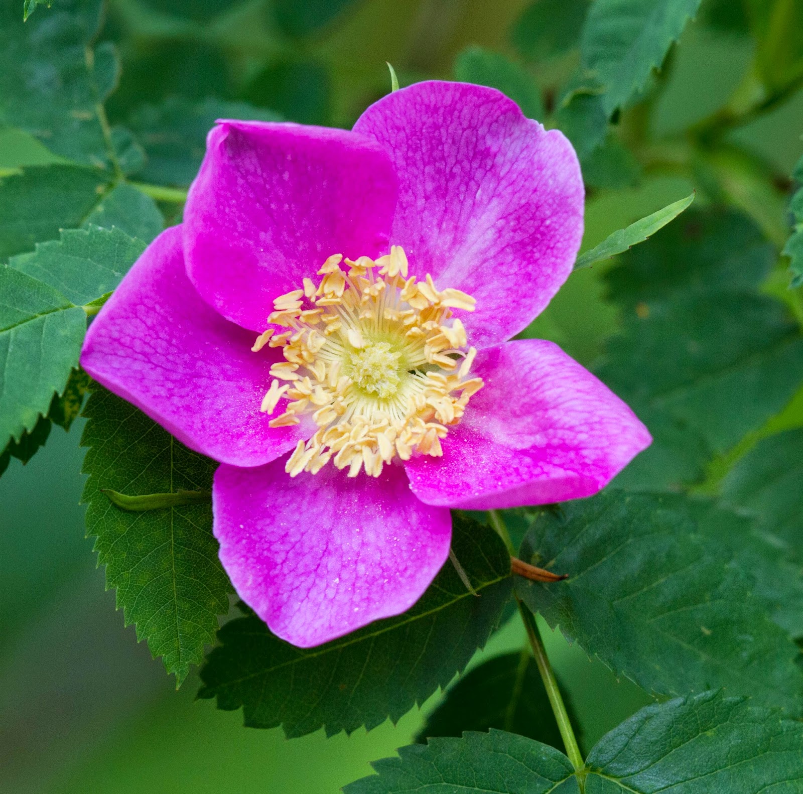 NWflora: Nootka Rose, Rosa nutkana