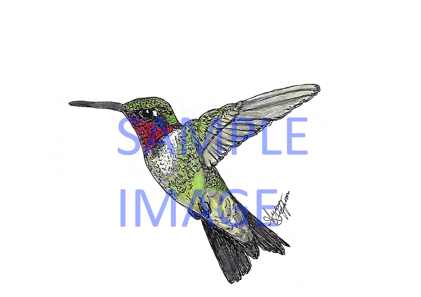 Susan Buffum- Author: Birds