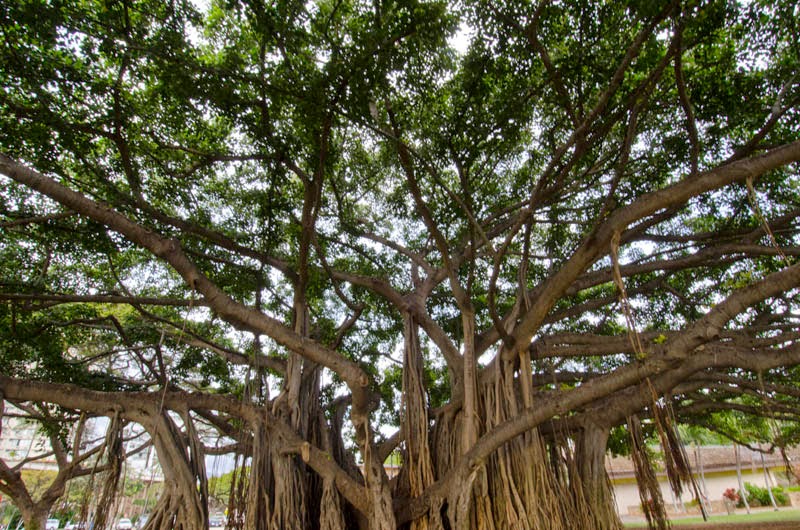 The Wayward Hawaiian: The Stately Banyan, Ficus benghalensis