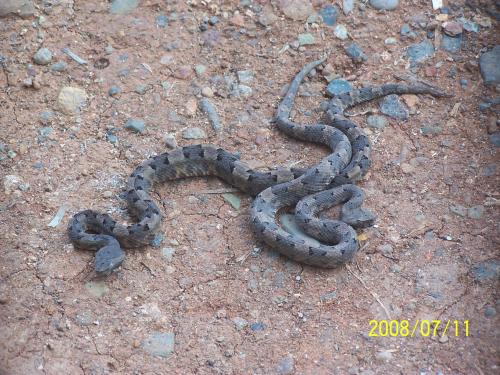 LAS VIBORAS DE NETLOG