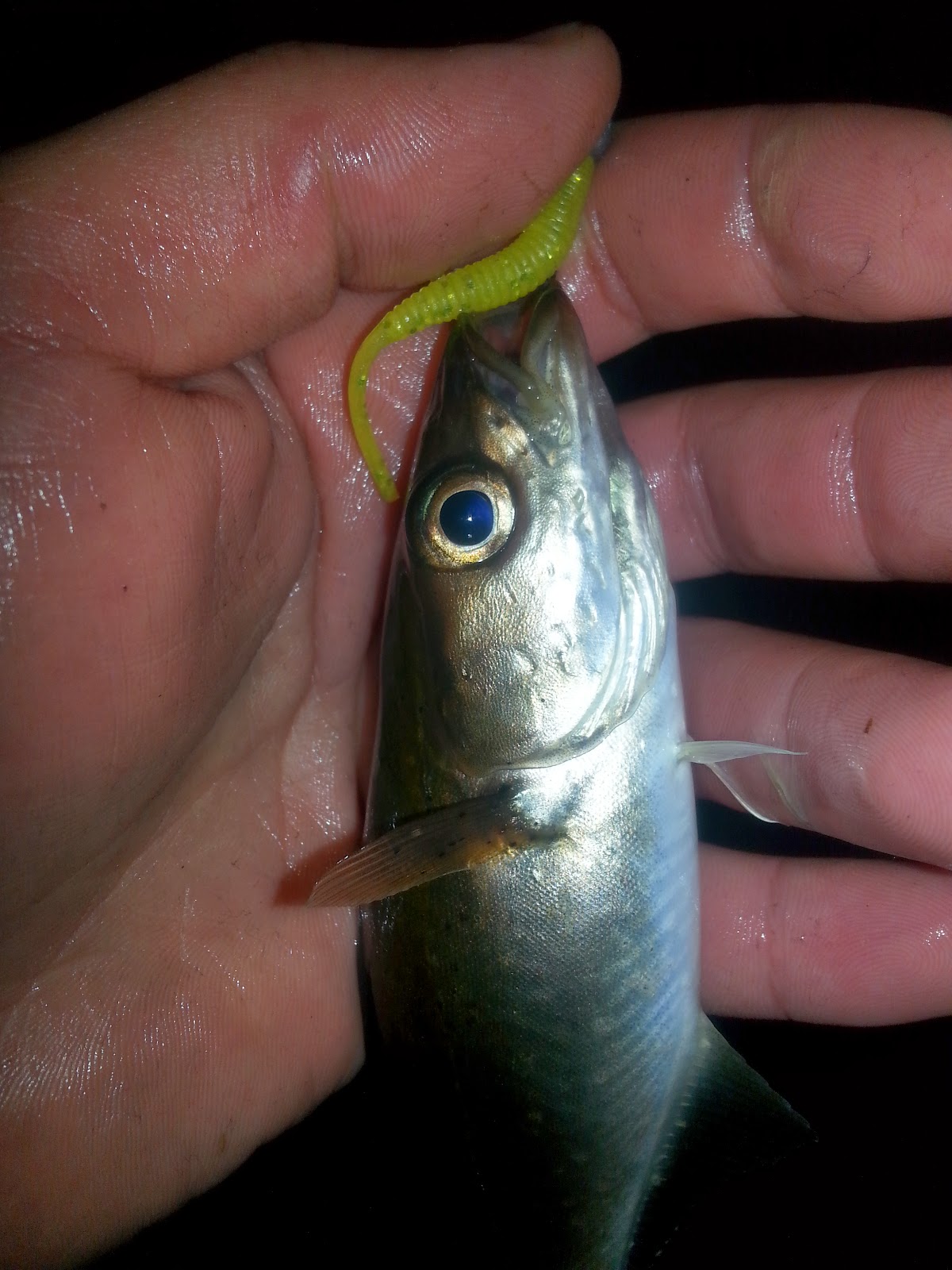 Luremaniac!: Quick fun with pollock and coalfish.