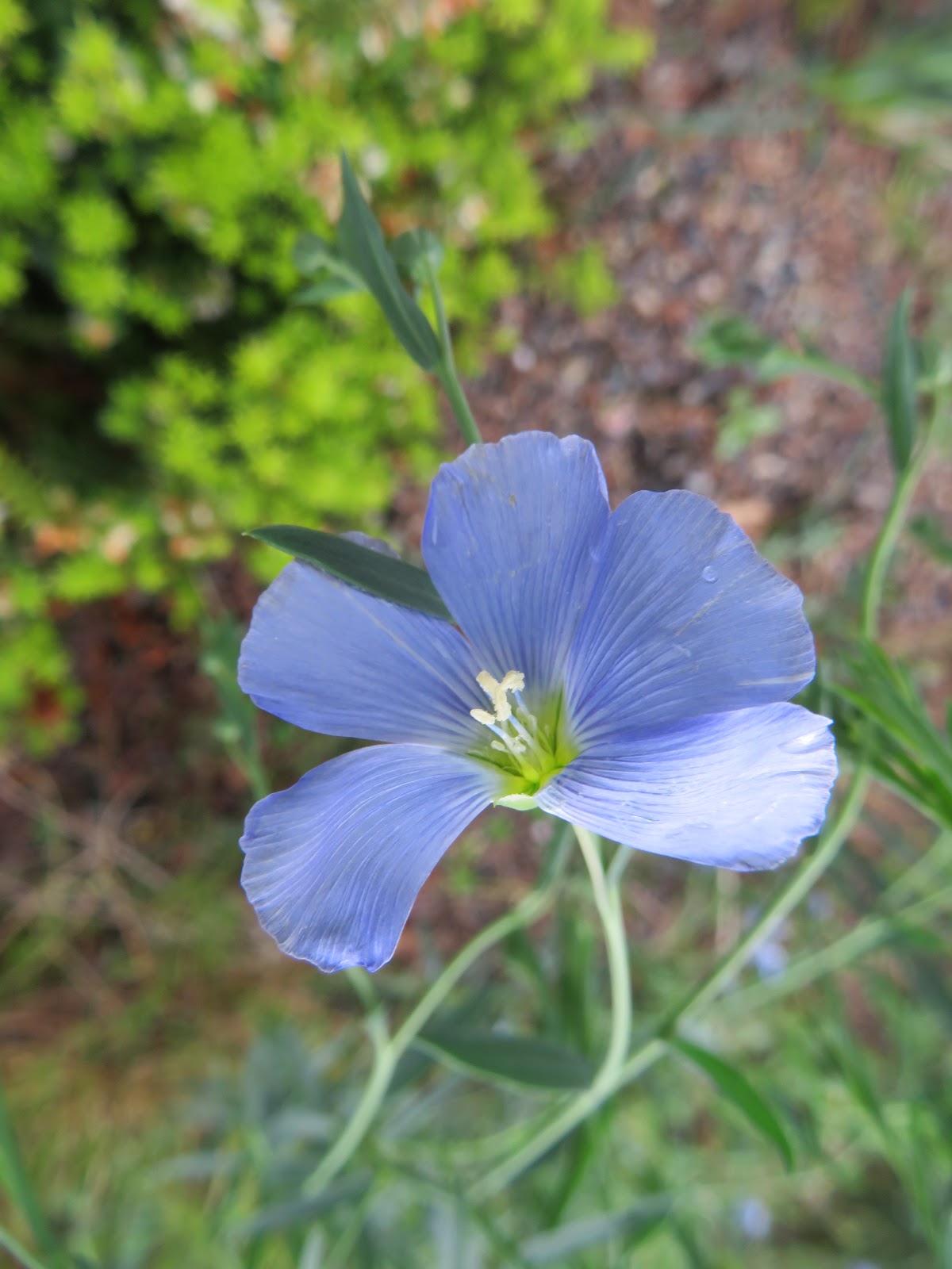 Native Plants of Spring
