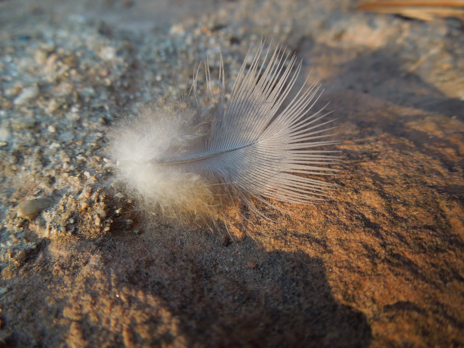 Montse Fotoblog: Plumas