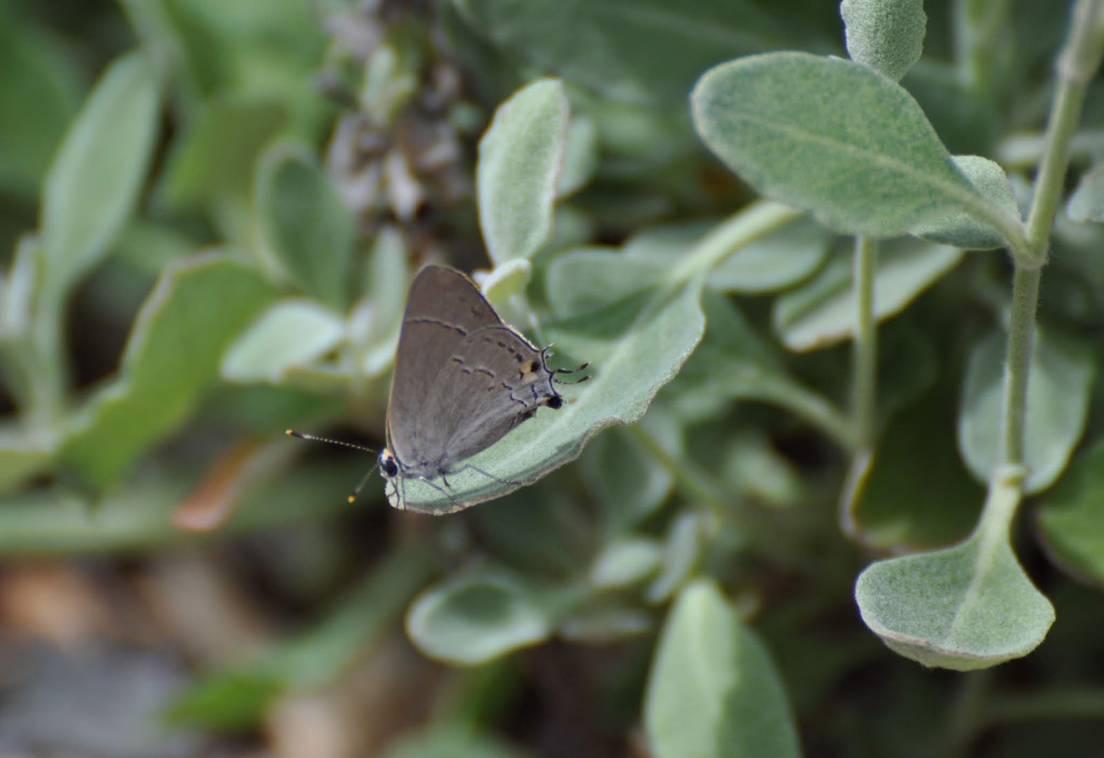 Mother Nature's Backyard - A Water-wise Garden: Gray Hairstreak ...