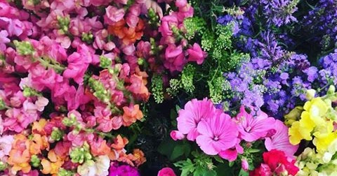 Tallahassee Florist | Local Grown Flowers