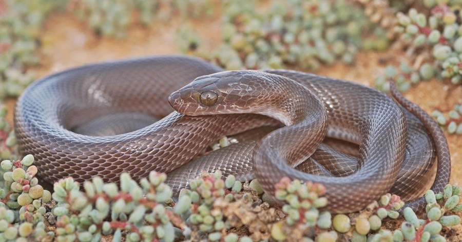 Life is short, but snakes are long: The House Snake Mess for Dummies