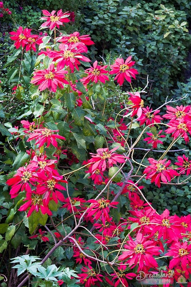 House Plants: Planting Flowers, How to Take Care of Poinsettias