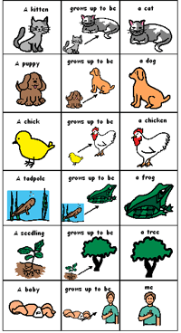 NATURAL SCIENCE 1st and 2nd GRADES: ANIMALS (1st GRADE)