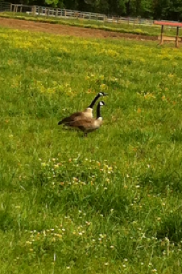 Bio Project 44: Canada Goose Taxonomy