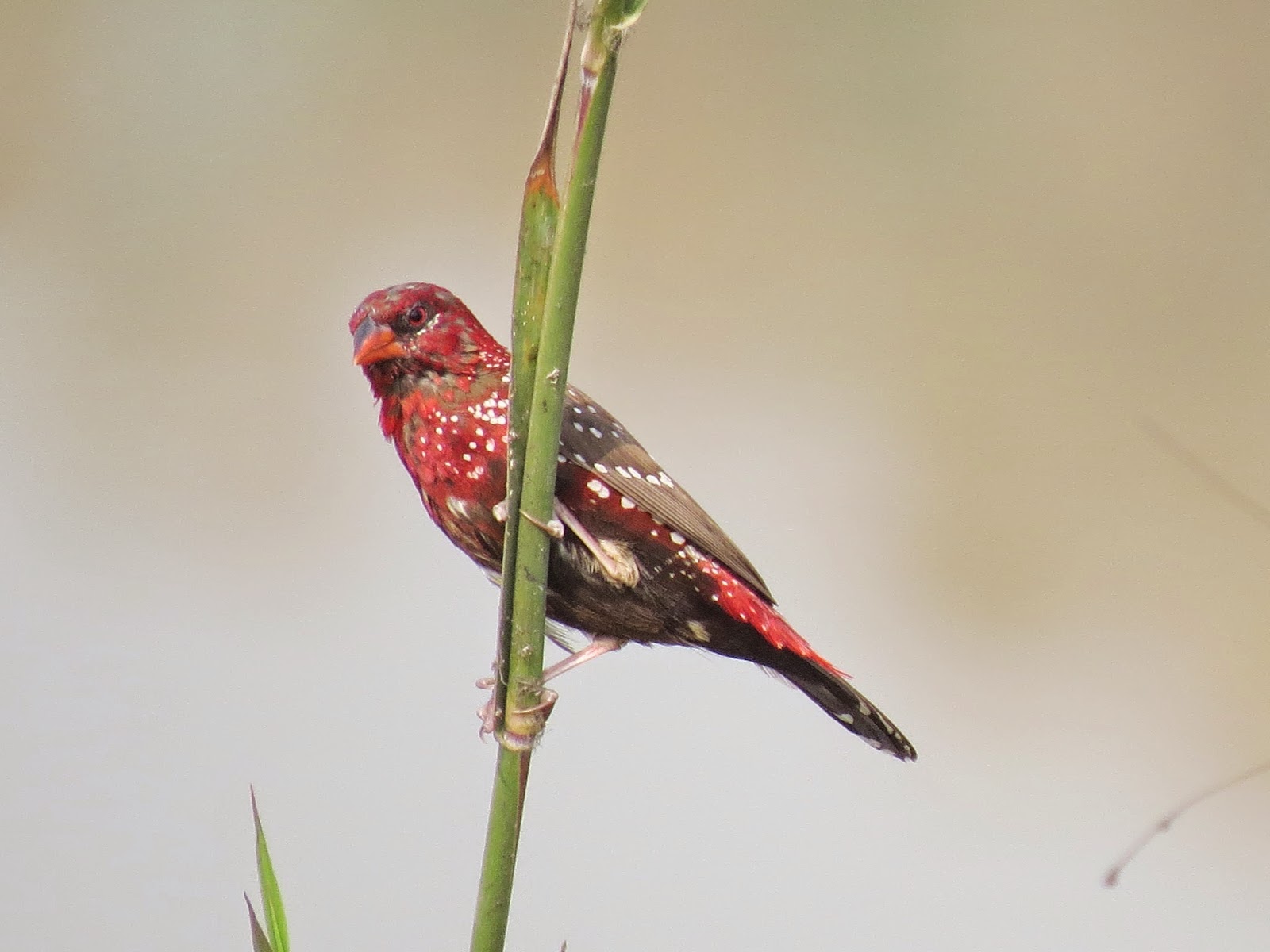 Birds in Delhi(India): Red Munia