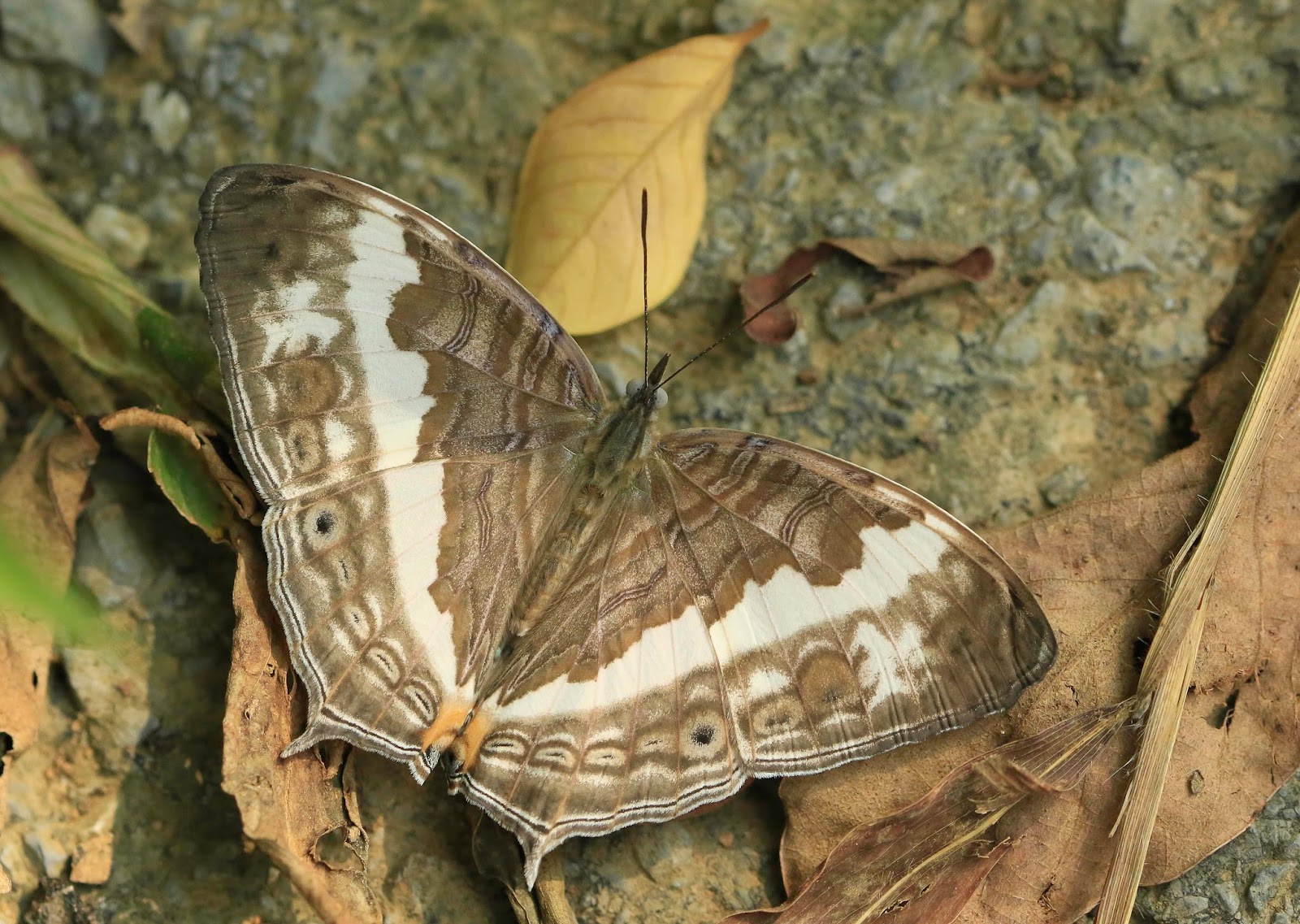 Butterflies of Vietnam: 131. Cyrestis cocles cocles (The Marbled Map)