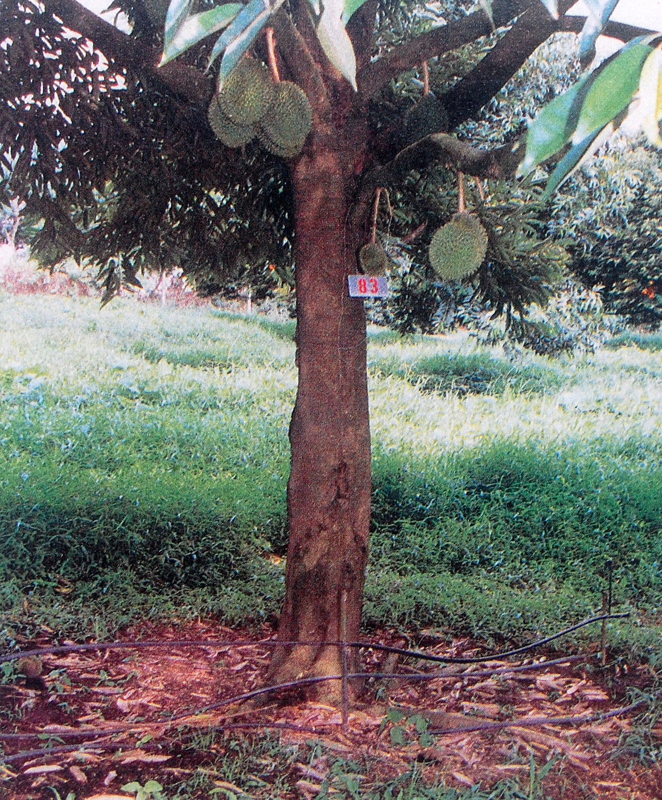 Durian Info: Durian Tree Inventory - Why and How To Do It