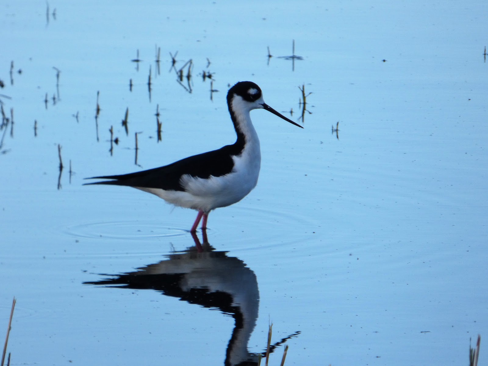 Geotripper's California Birds: Black-necked Stilts at the Merced ...