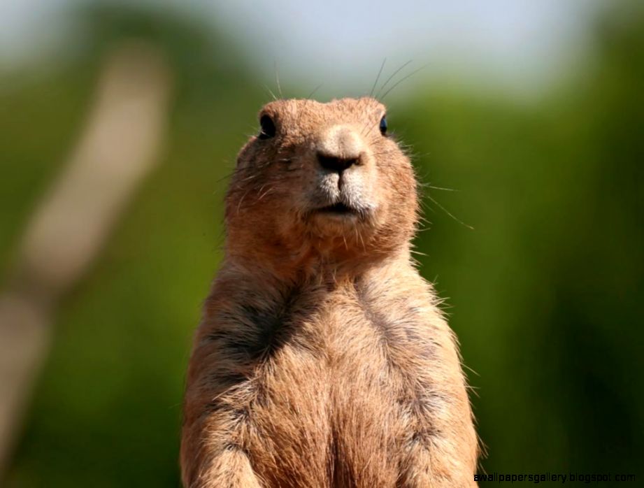 Cute Baby Prairie Dogs | Wallpapers Gallery