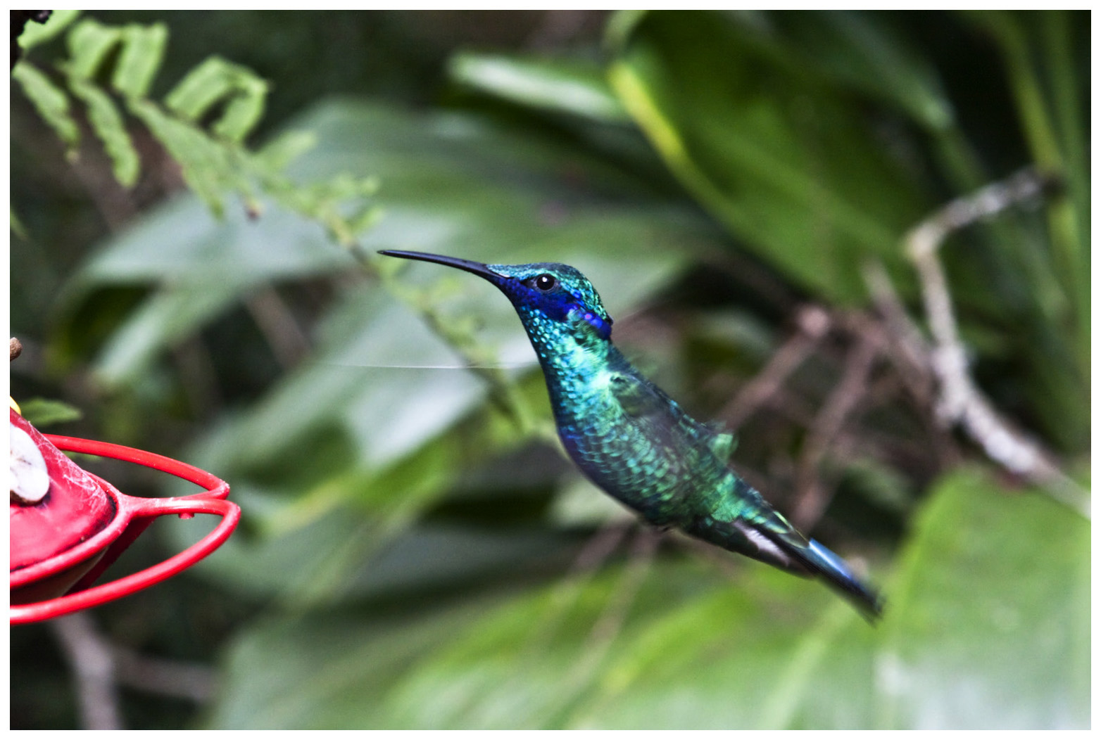 DIGITAL CAMERA ADVENTURES: LOS COLIBRÍES Y COMO FOTOGRAFIARLOS TEXTOS Y ...