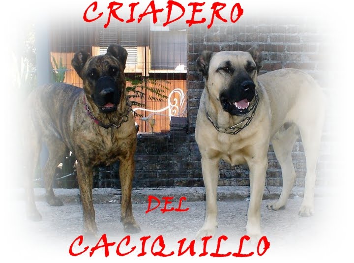 Criadero Cimarrones del Caciquillo