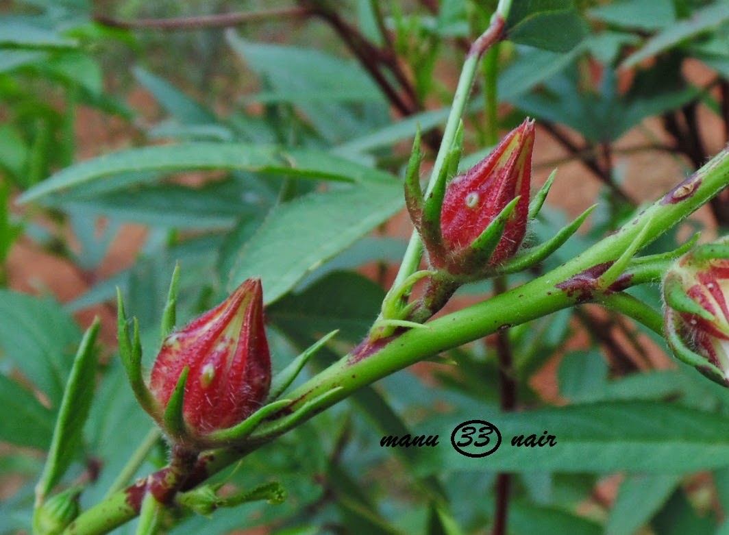 papanasini: MATHI PULI (Hibiscus sabdariffa.)
