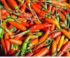 Griya Hidroponikku: MACAM MACAM CABE