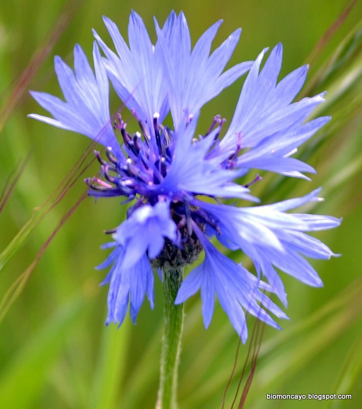BIOMONCAYO: Centaurea cyanus (Aciano )